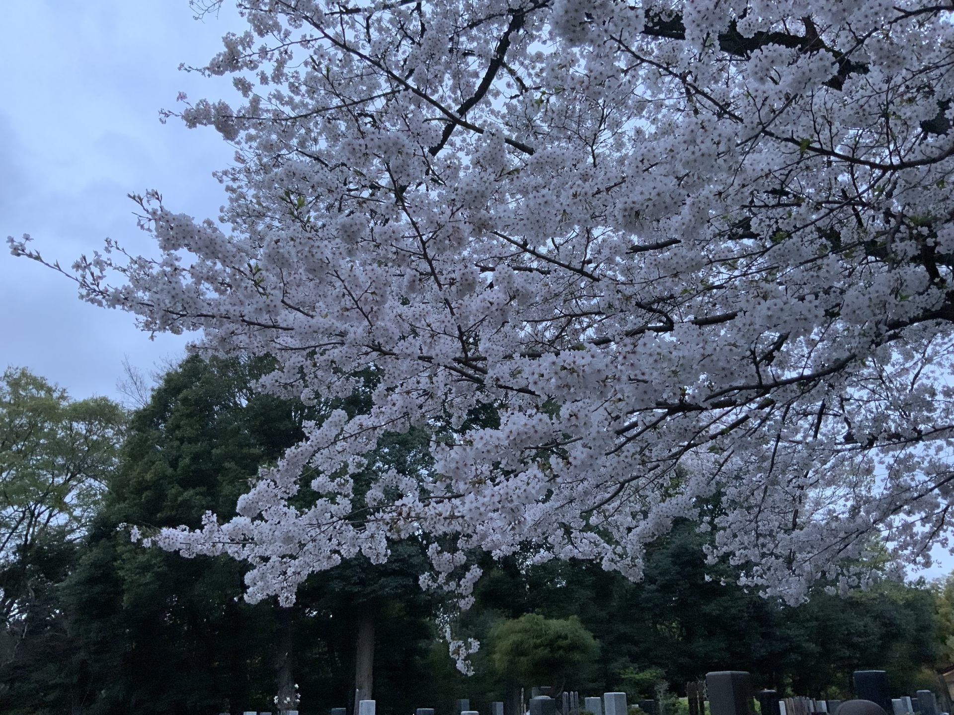 1日1写真、詩を書くように。: 桜が終わる時